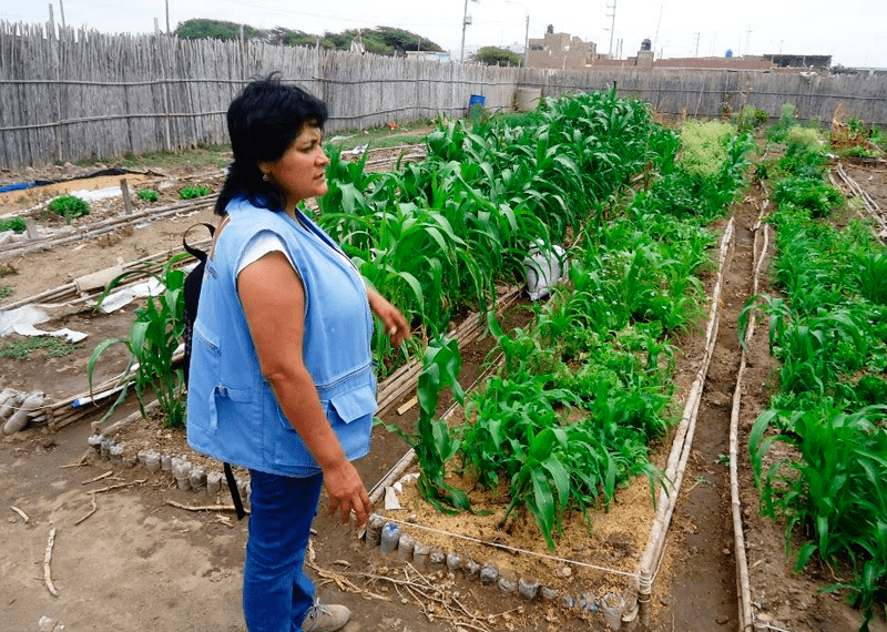 Biohuerto comunitario para el empoderamiento de mujeres en Perú ...